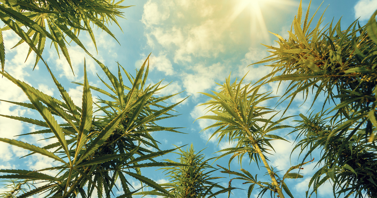 Delta-8: What Is It, Where Does It Come From, & Side Effects