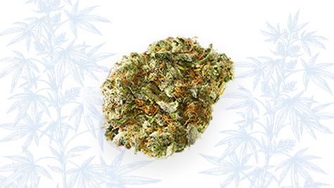 A Cannabis Strain Educational Guide | Marijuana Strains