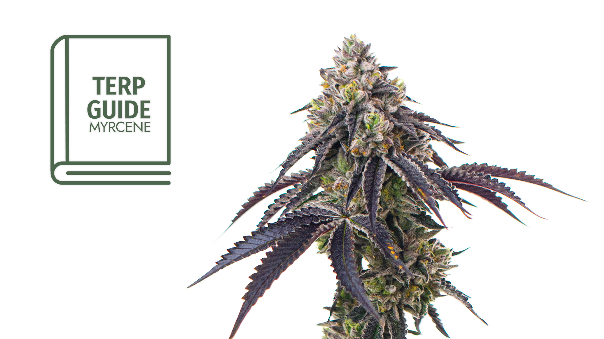 Myrcene: Effects, Benefits, Strains, Smell, & Taste | Zen Leaf