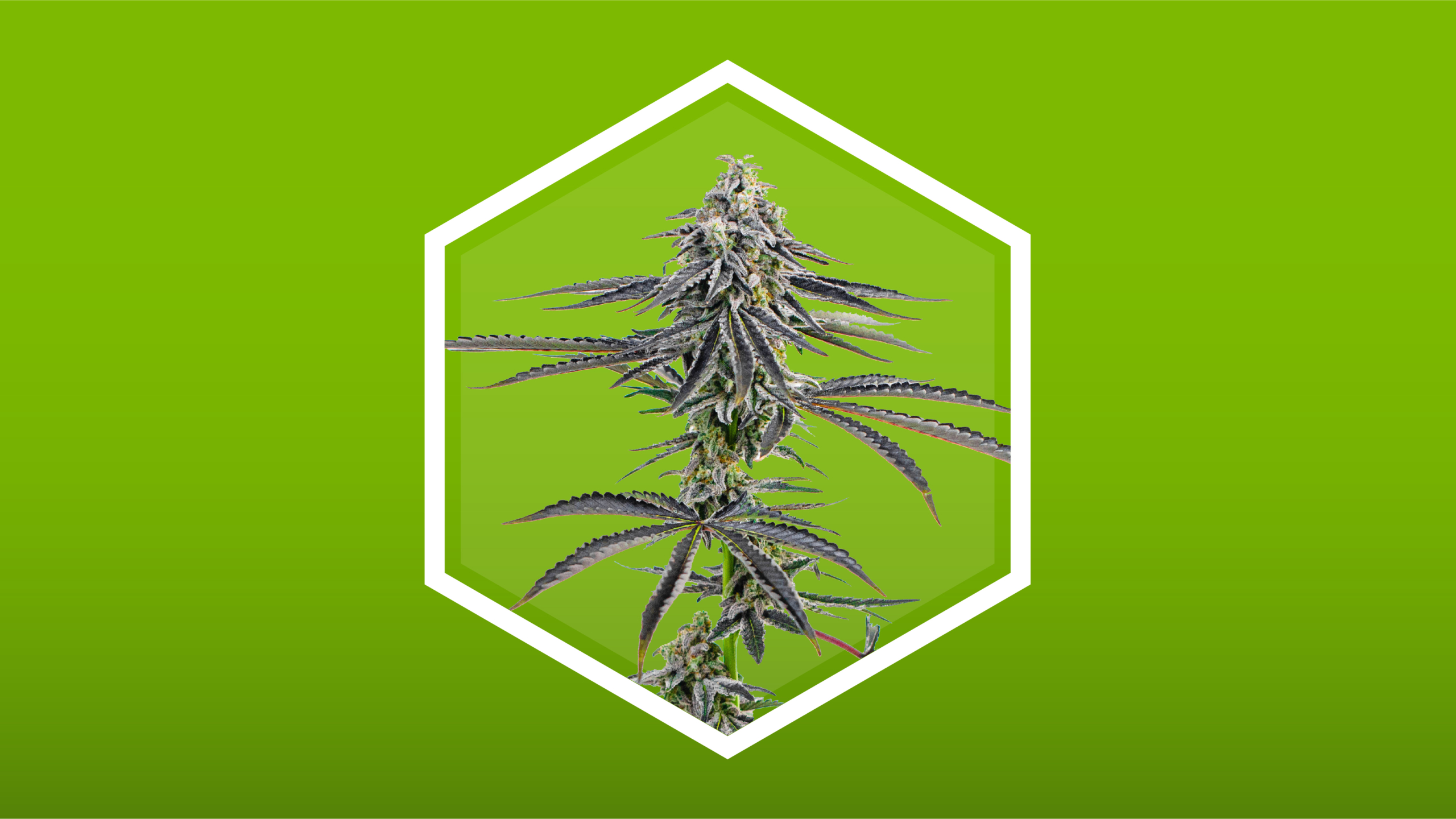 Exploring the Endocannabinoid System & How It Works | Zen Leaf