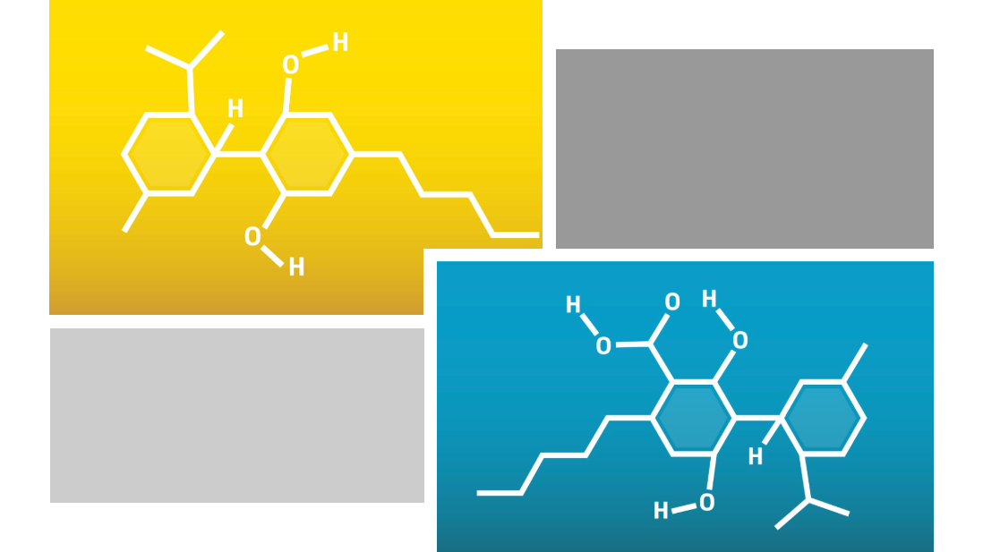 CBDA vs. CBD: What's the Difference? | Zen Leaf CBDA vs. CBD: What's the Difference? | Zen Leaf