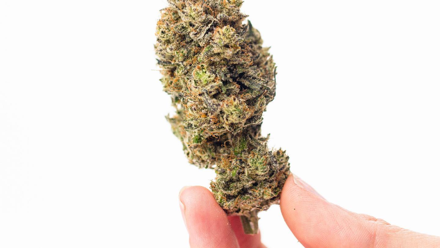 What Cannabis Strains Have the Highest THC Percentage?